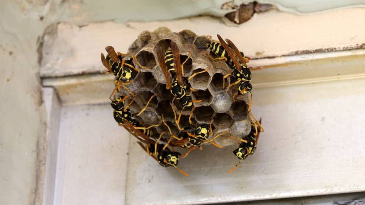 Expert Tips for Choosing the Right Nest Removal Service | Alpha Clean Air